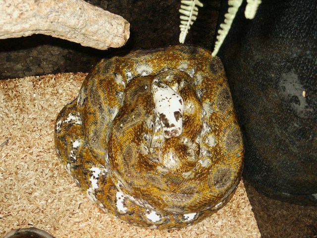 Piton Reticulada Comendo Hipopotamo Cobra Píton Devora Mulher De 36